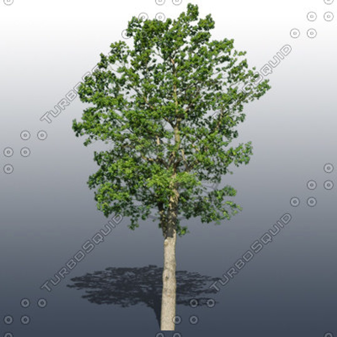 JTX_tree_collection1 - TurboSquid 240061