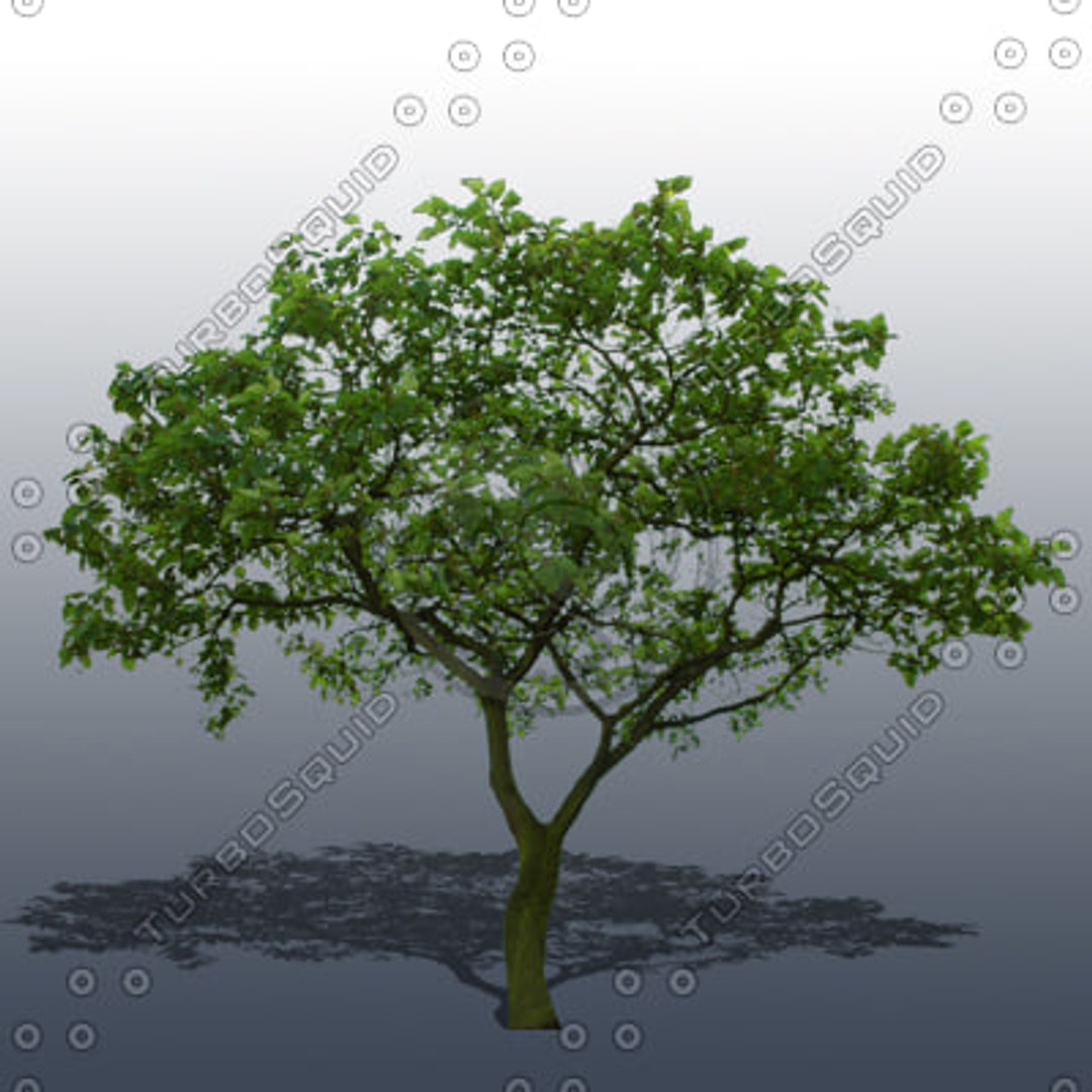 JTX_tree_collection1 - TurboSquid 240061