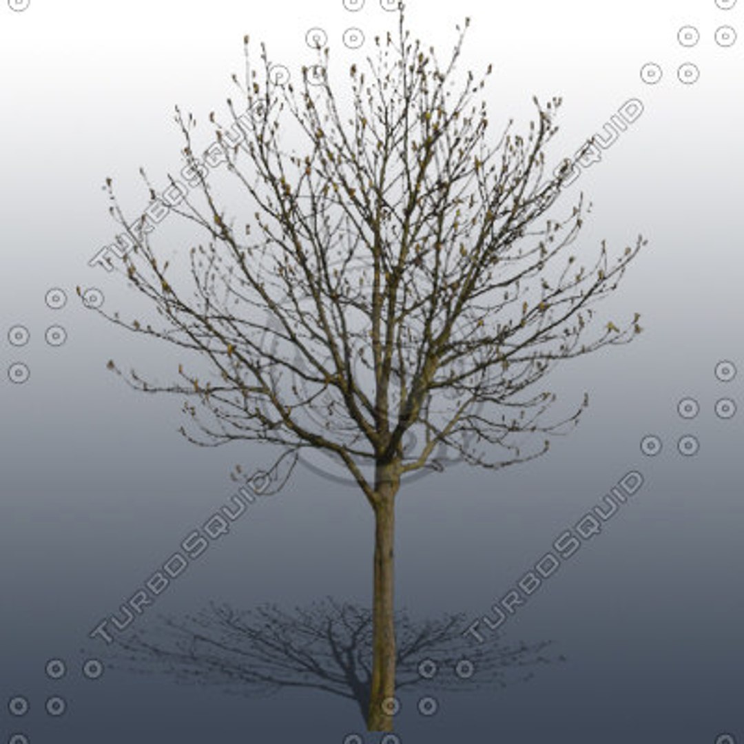 JTX_tree_collection1 - TurboSquid 240061