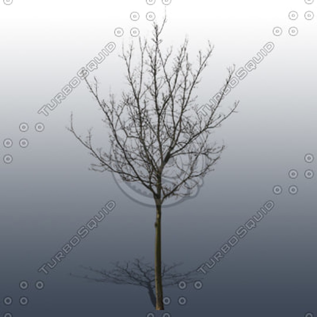 JTX_tree_collection1 - TurboSquid 240061