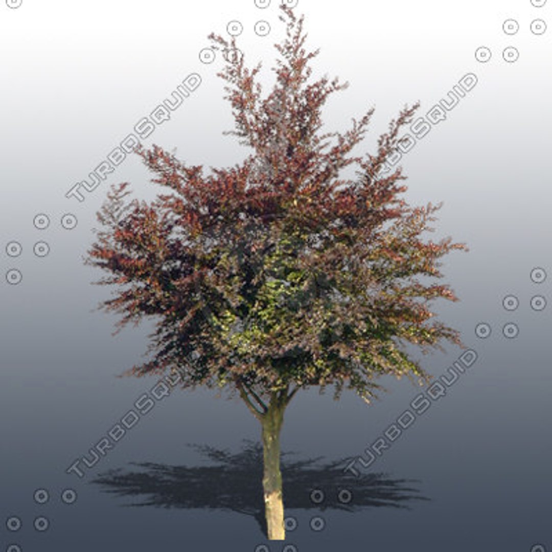 JTX_tree_collection1 - TurboSquid 240061