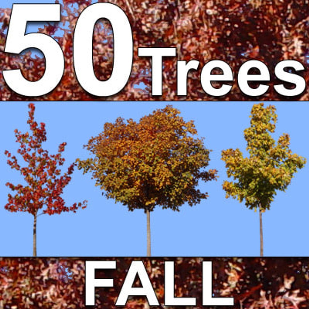 50-Fall-Tree-Textures - TurboSquid 246182
