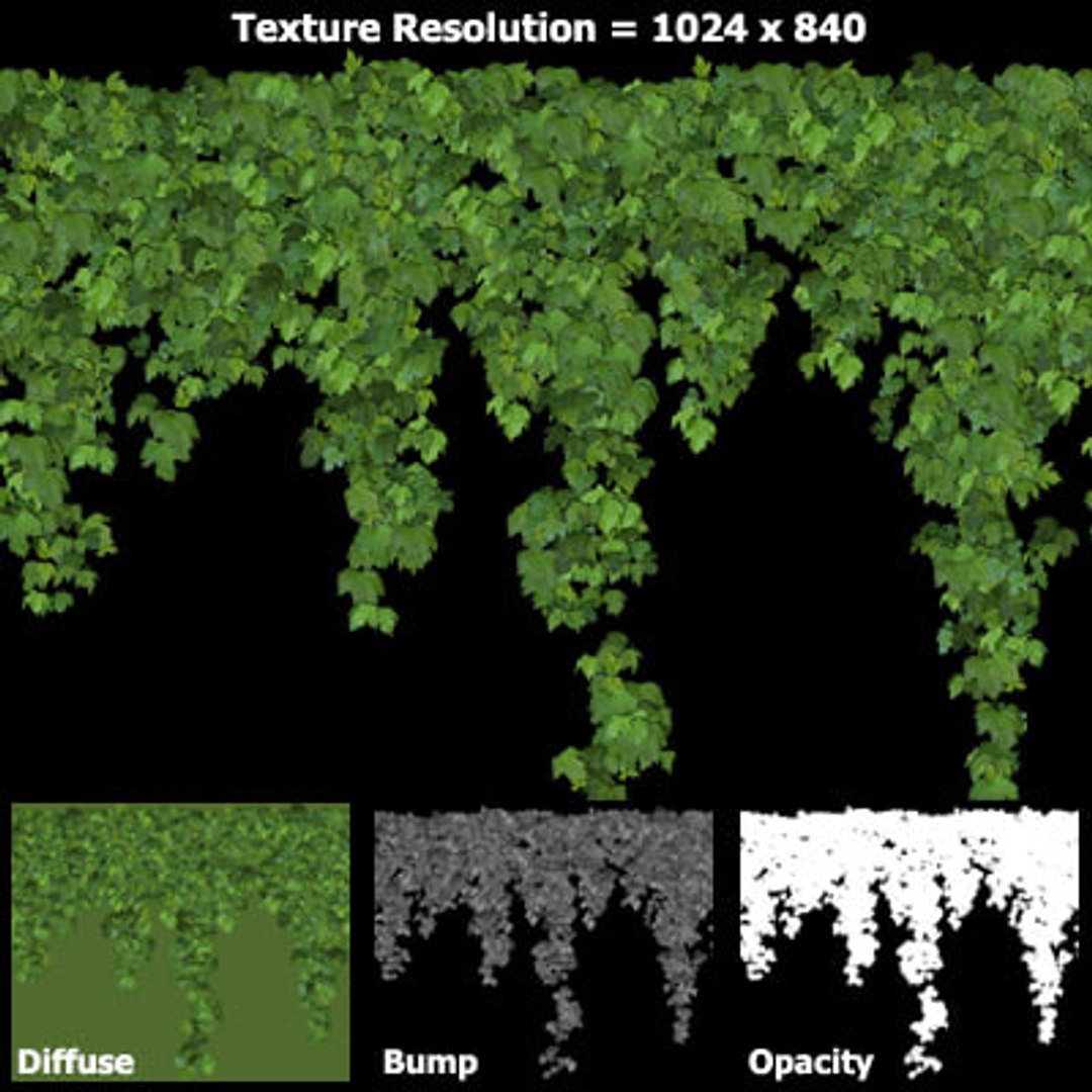12_Vine_Textures - TurboSquid 228647