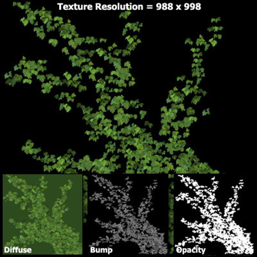 12_Vine_Textures - TurboSquid 228647