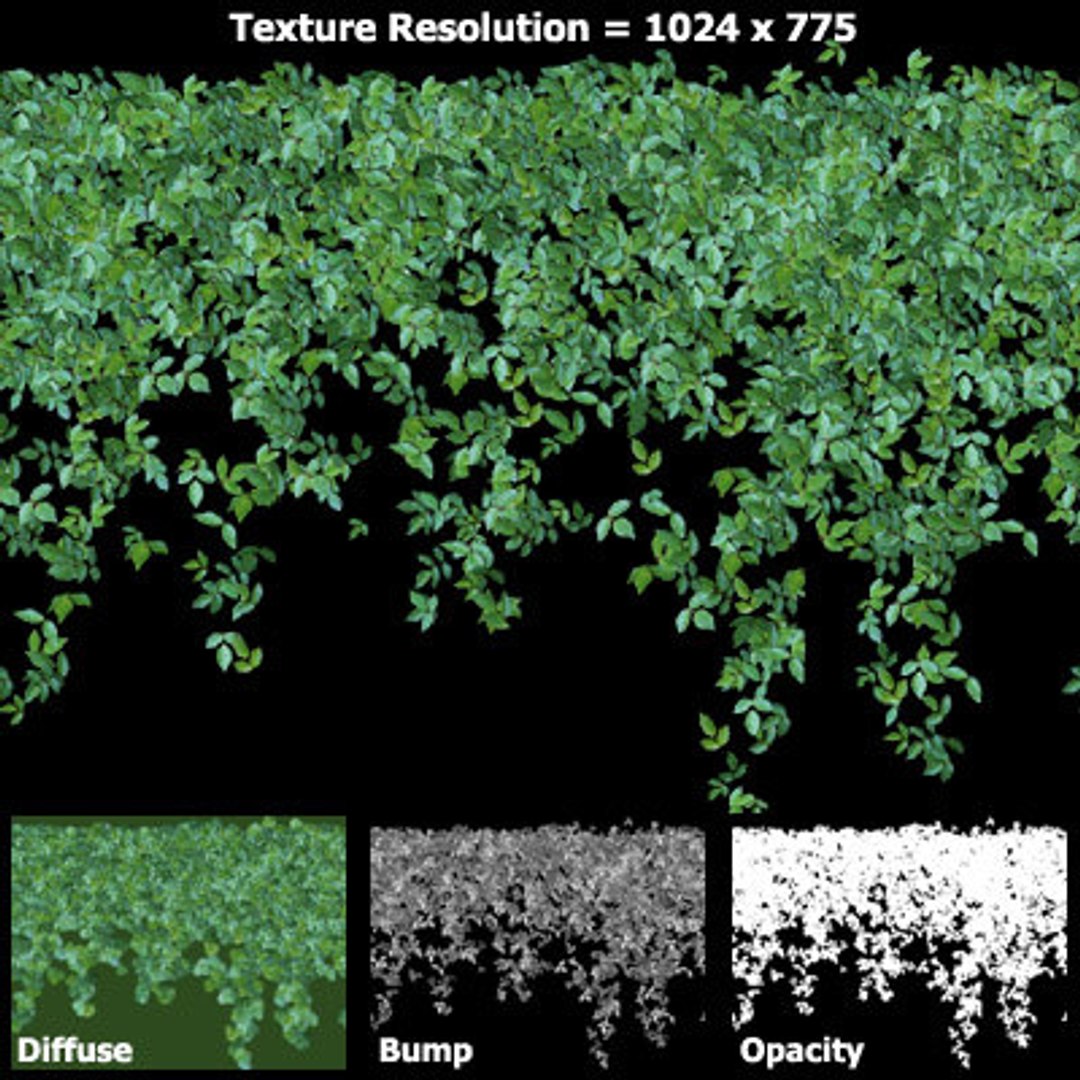12_Vine_Textures - TurboSquid 228647