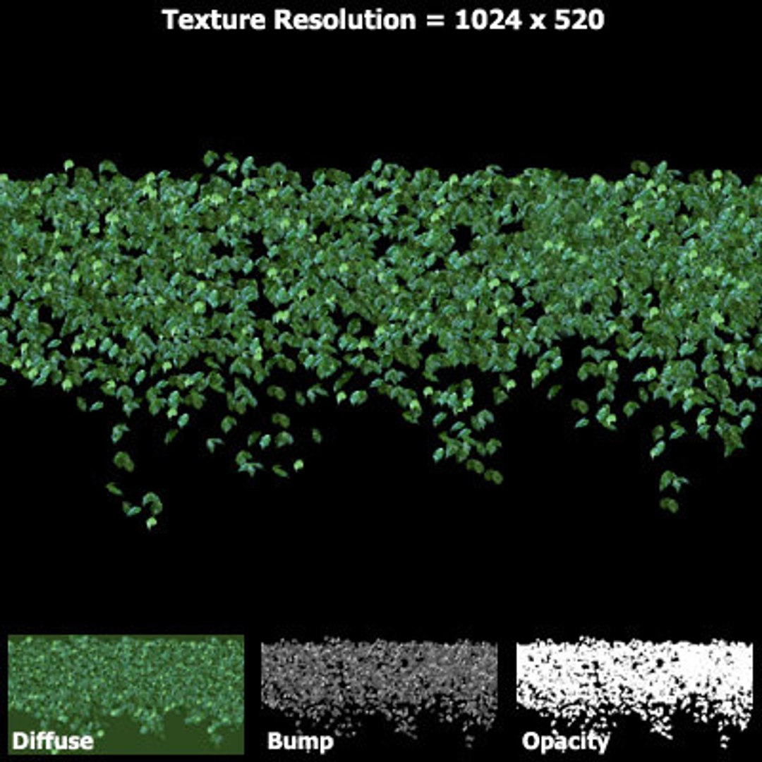 12_Vine_Textures - TurboSquid 228647
