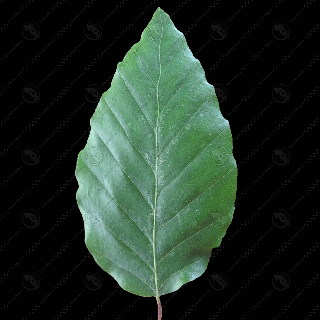 Beech Leaf - TurboSquid 235007