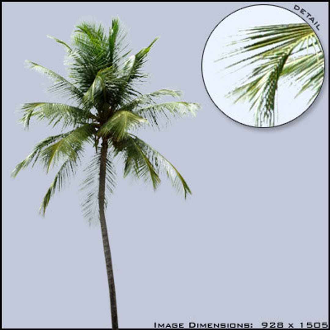 14_Palm_Trees-HiRes - TurboSquid 225570