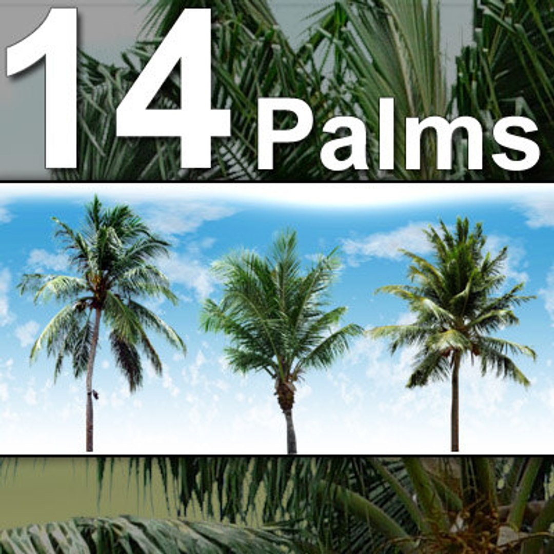 14_Palm_Trees-HiRes - TurboSquid 225570