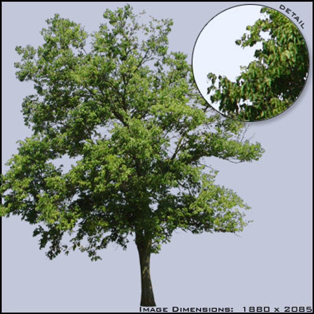 30_Summer_Trees-HiRes - TurboSquid 225573