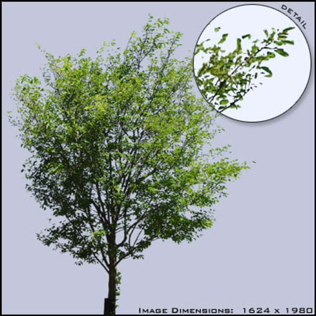 30_Summer_Trees-HiRes - TurboSquid 225573