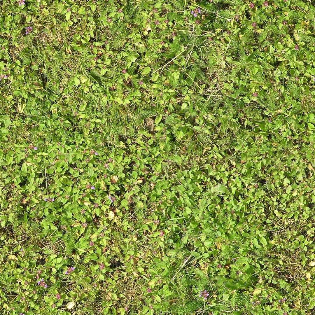 Grass With Flowers 1 - TurboSquid 252647