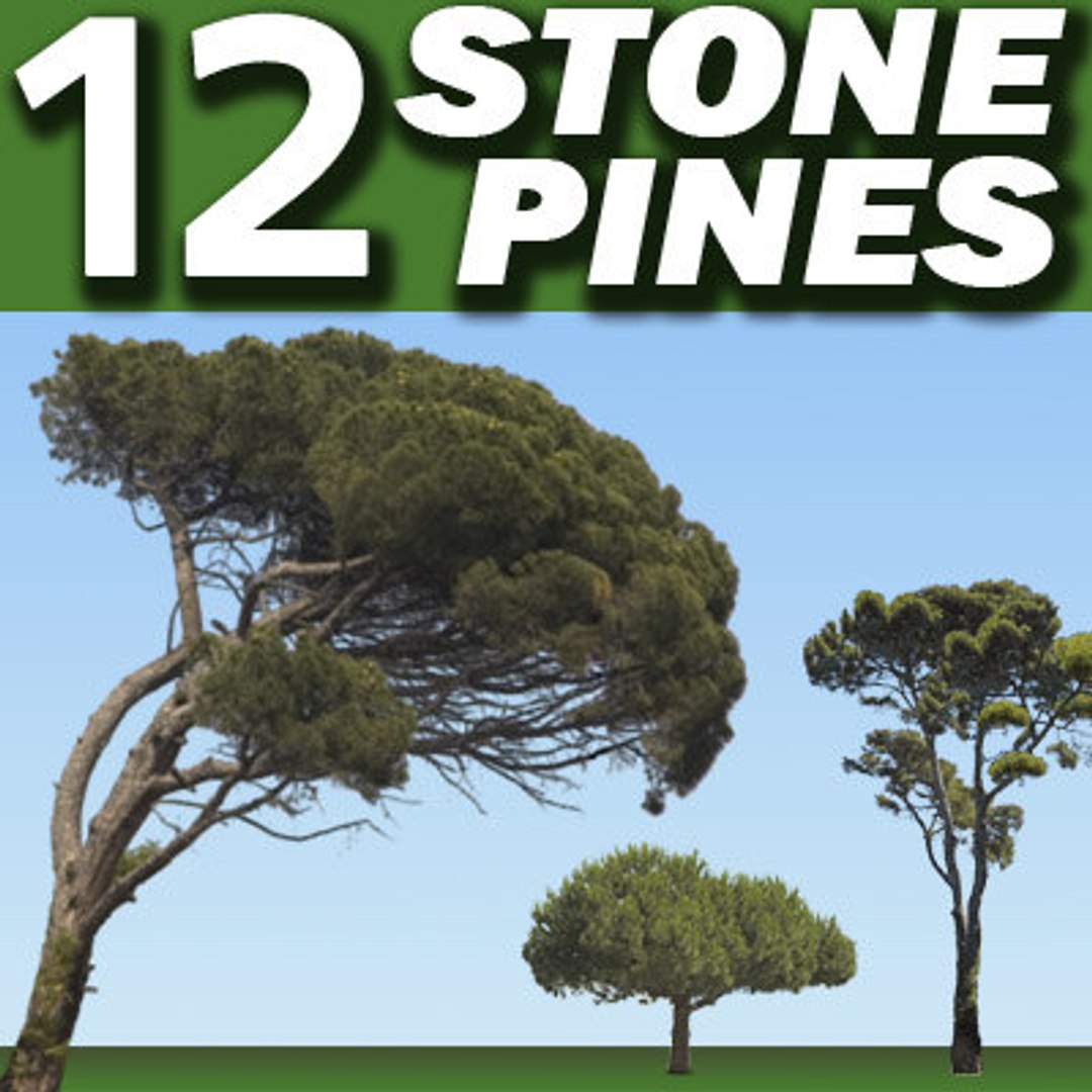 12 Stone Pine Tree Collection --------------------- High Resolution ...