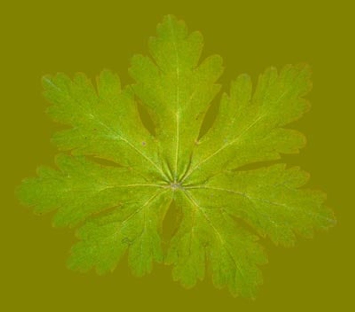 Leaf Texture (diffuse - Alpha - Bump) - TurboSquid 274548