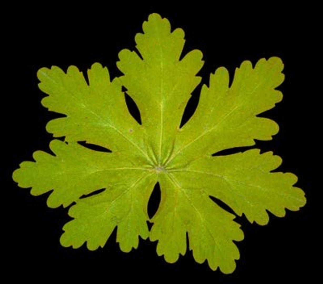 Leaf Texture (diffuse - Alpha - Bump) - TurboSquid 274548