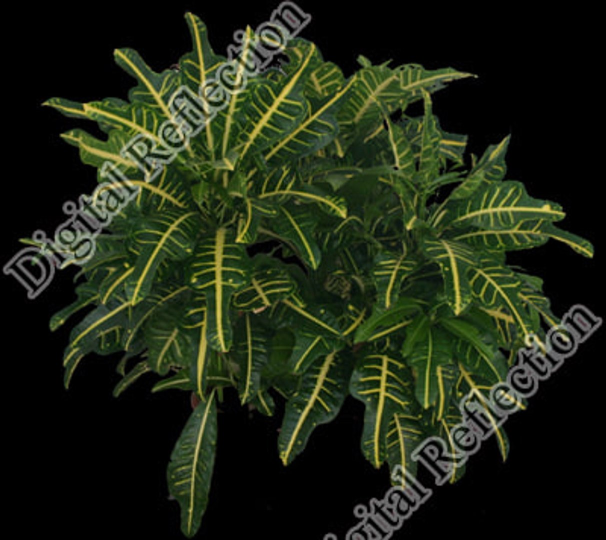 Tropical Plants Collection #1 - TurboSquid 257837