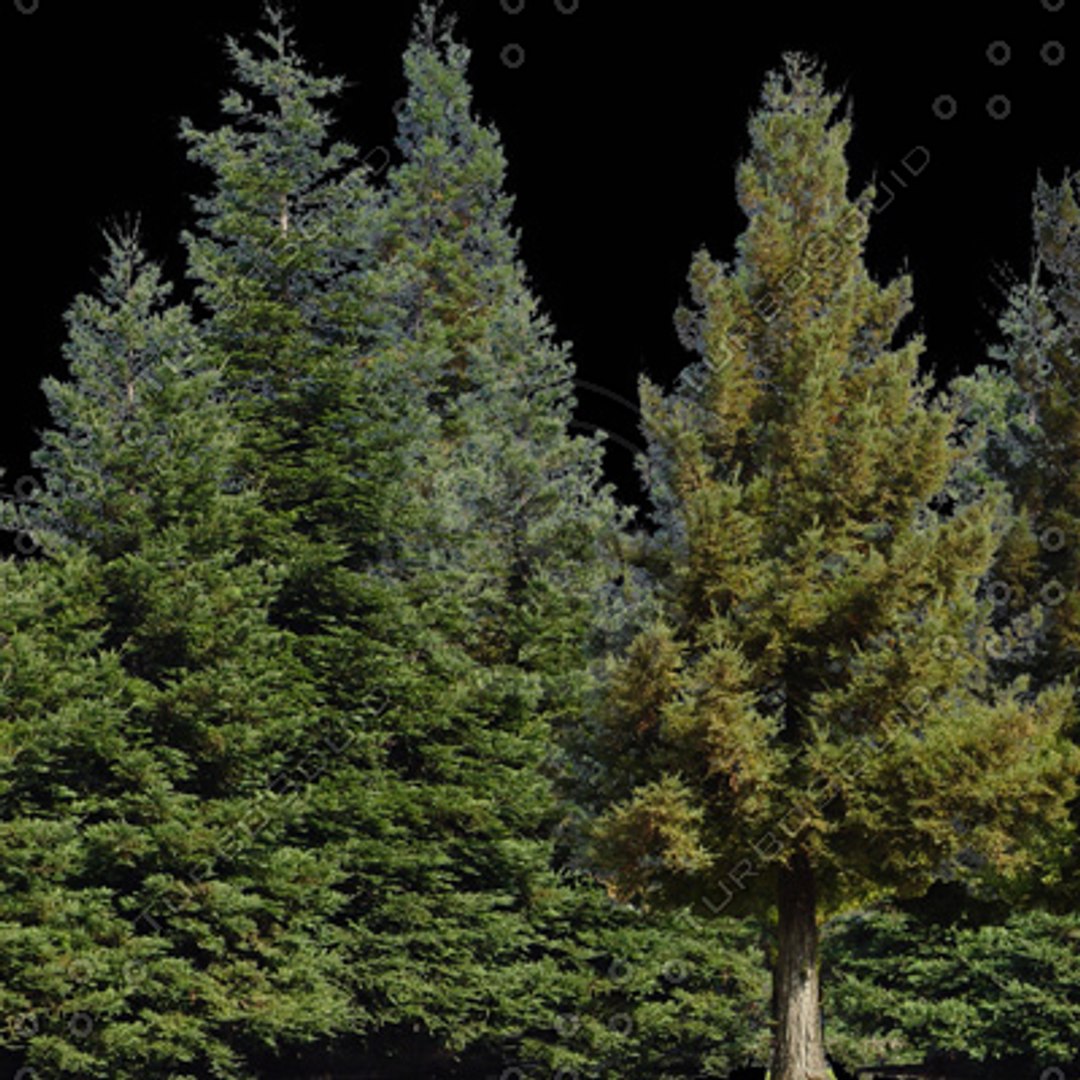 Conifer Treeline image.JPG - TurboSquid 289256