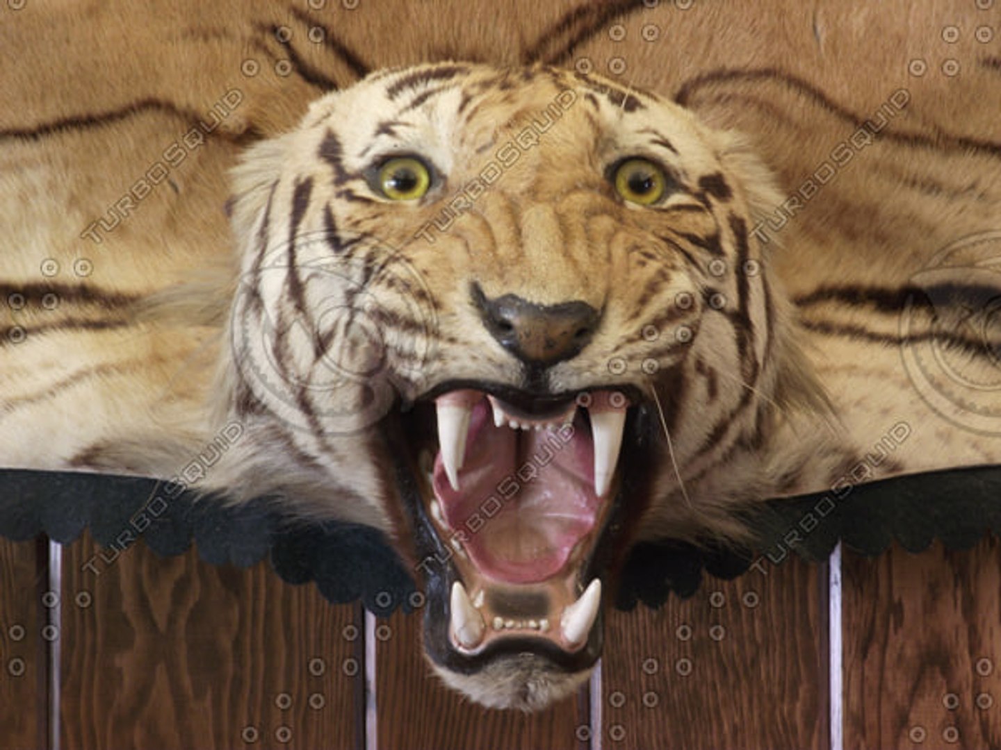 Tiger Textures - TurboSquid 283304