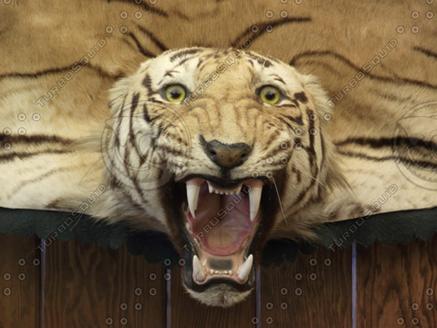 Tiger Textures - TurboSquid 283304