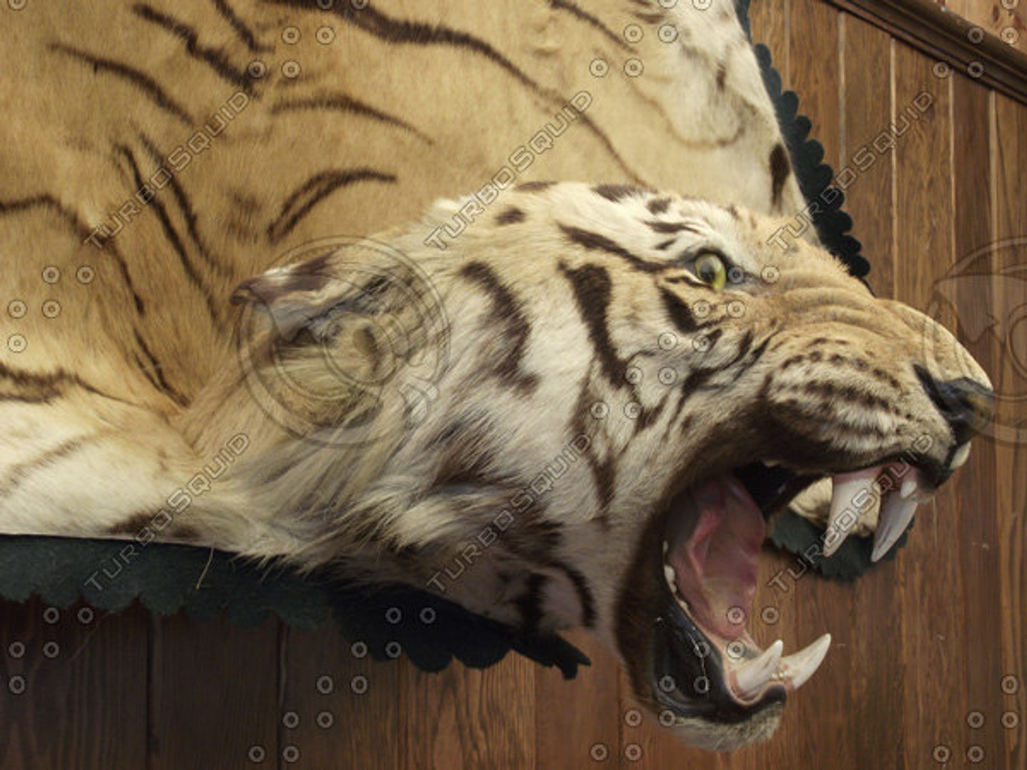 Tiger Textures - TurboSquid 283304