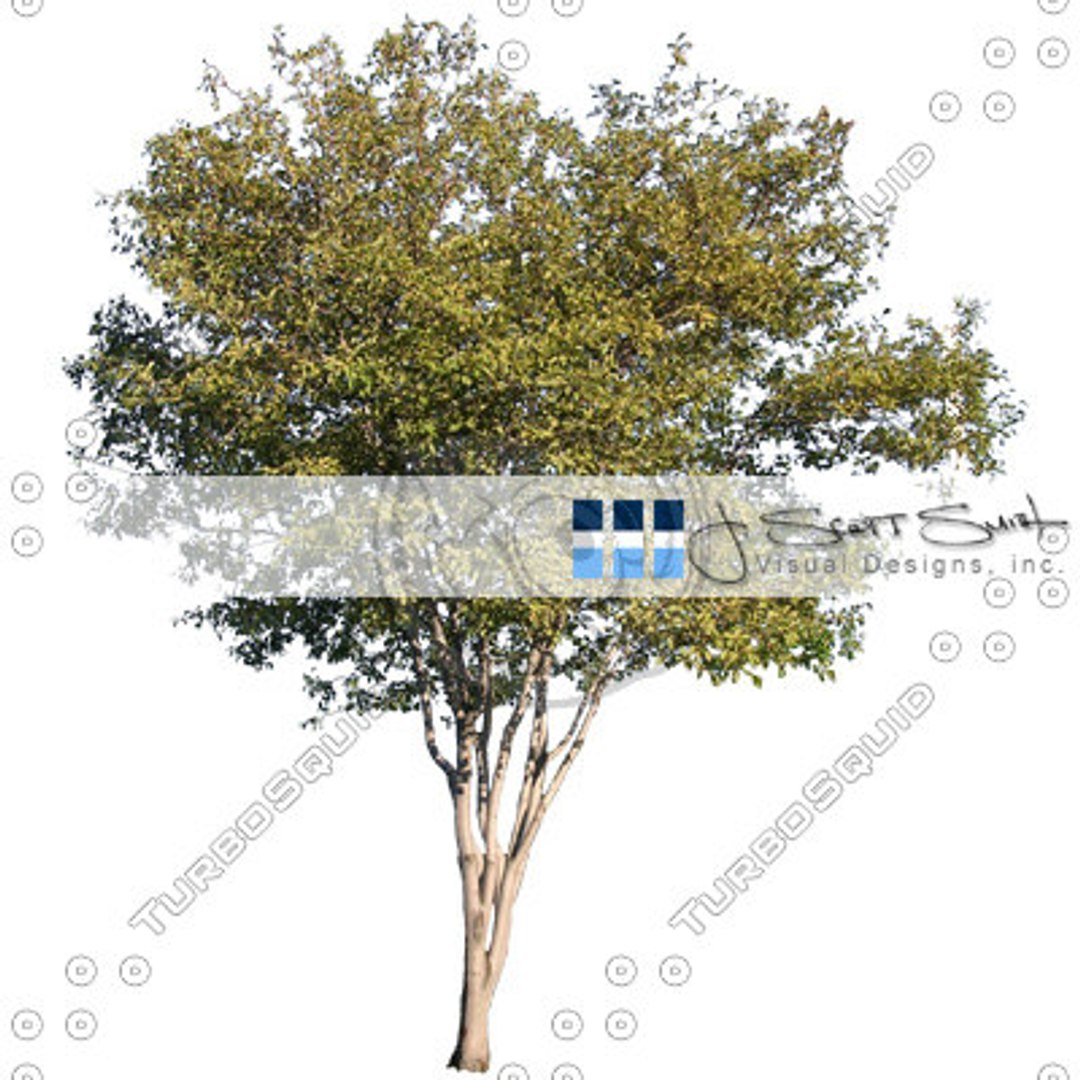 Hi-Res Tree - TurboSquid 277868