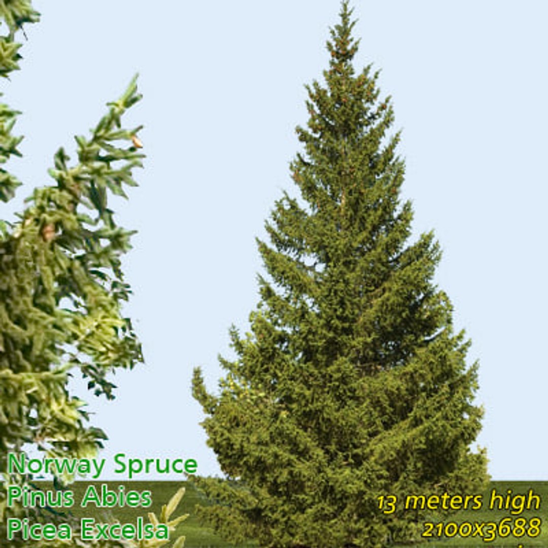 Norway Spruce Tree 13m --------------------- High Resolution ...