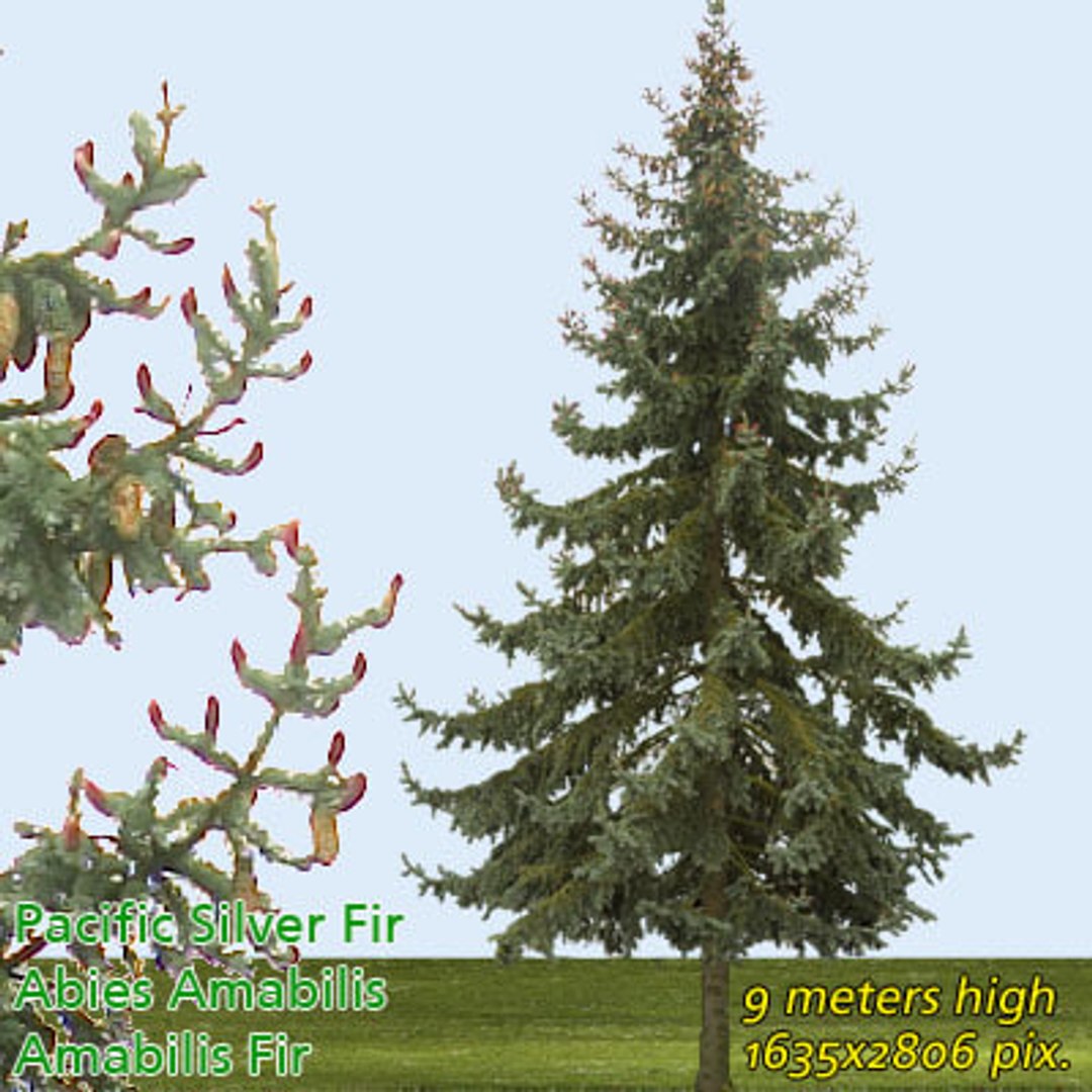 42 Conifer Trees Collection ------------------ High Resolution ...