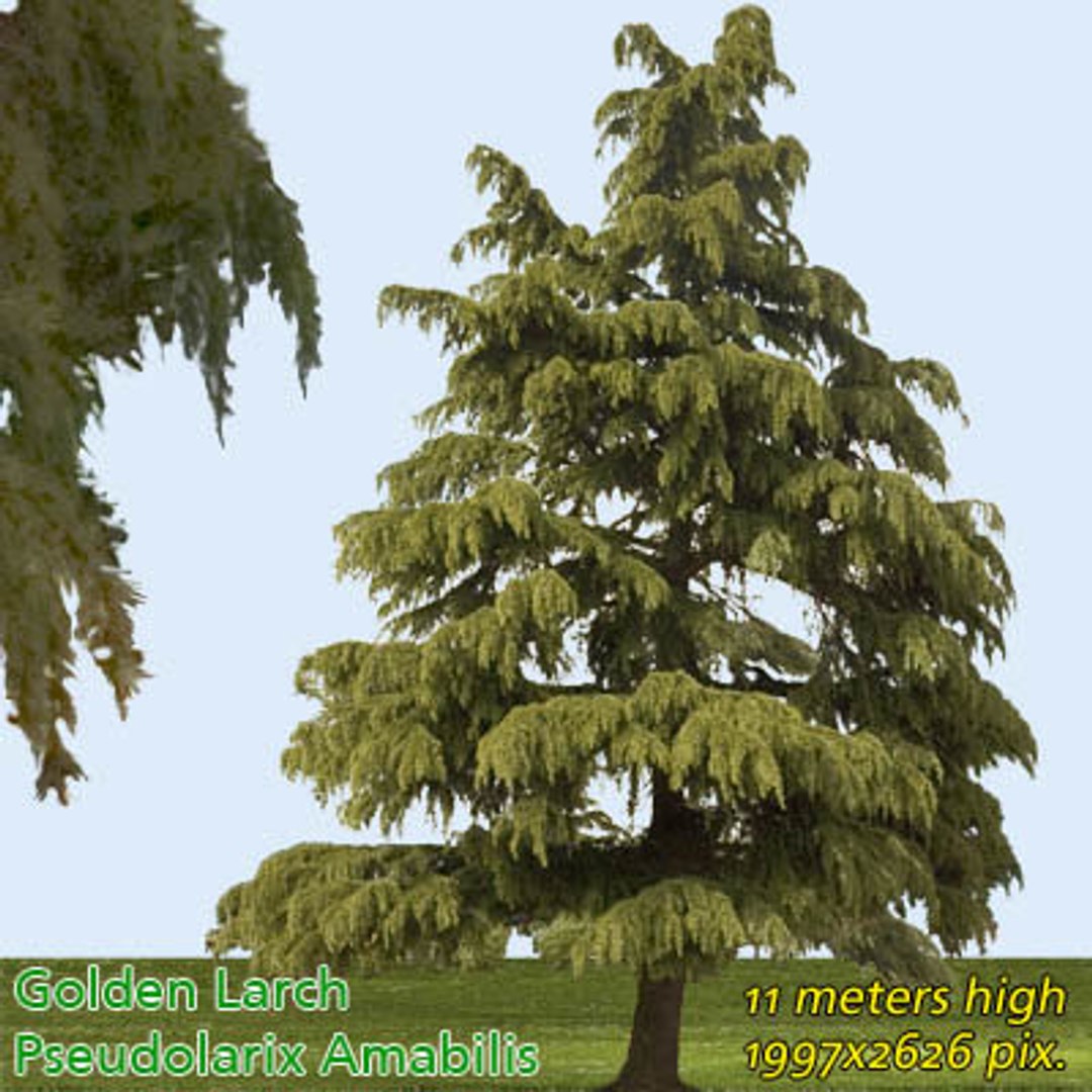 42 Conifer Trees Collection ------------------ High Resolution ...