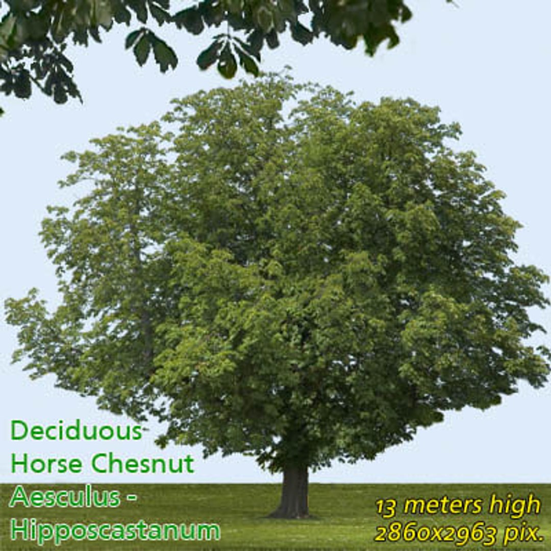 11 Chestnut Trees Collection ----------------- High Resolution.psd ...