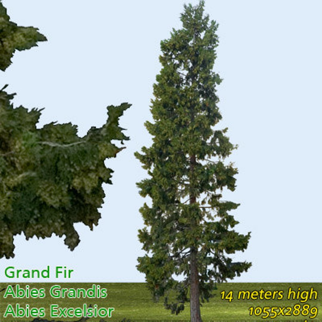 42 Conifer Trees Collection ------------------ High Resolution ...