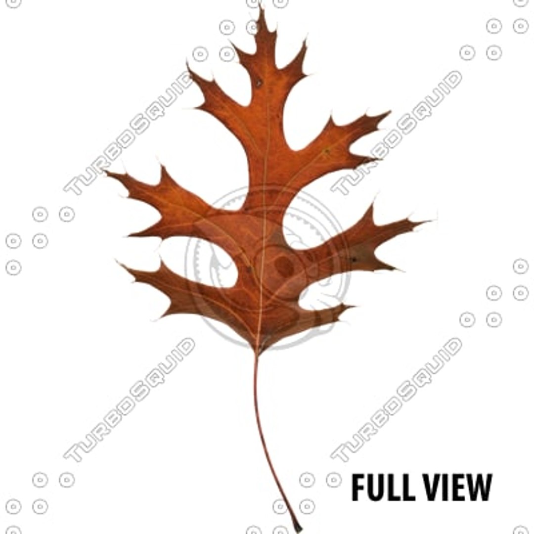 Leaf 01 - Fall Colors In Full Color - TurboSquid 283365