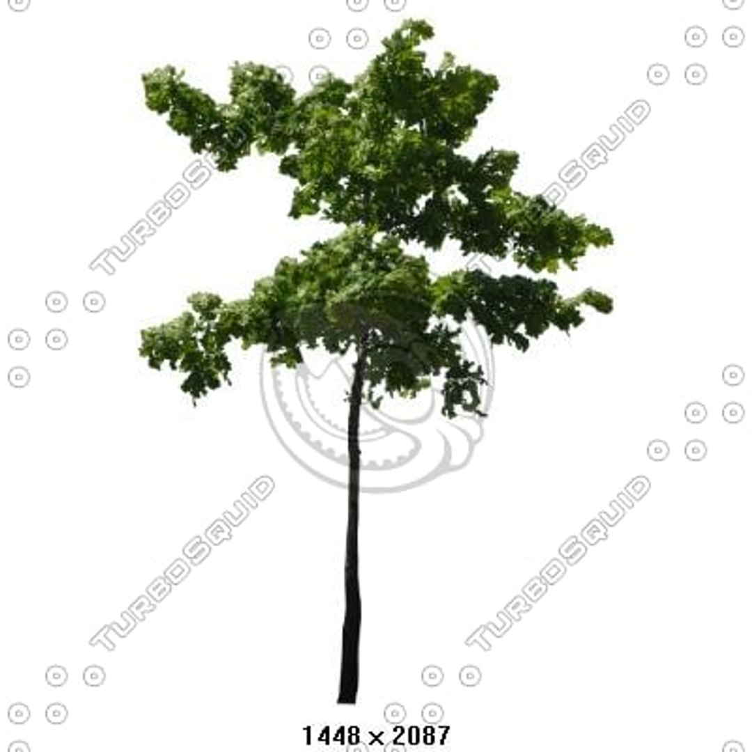 55 Tree Textures - TurboSquid 318394