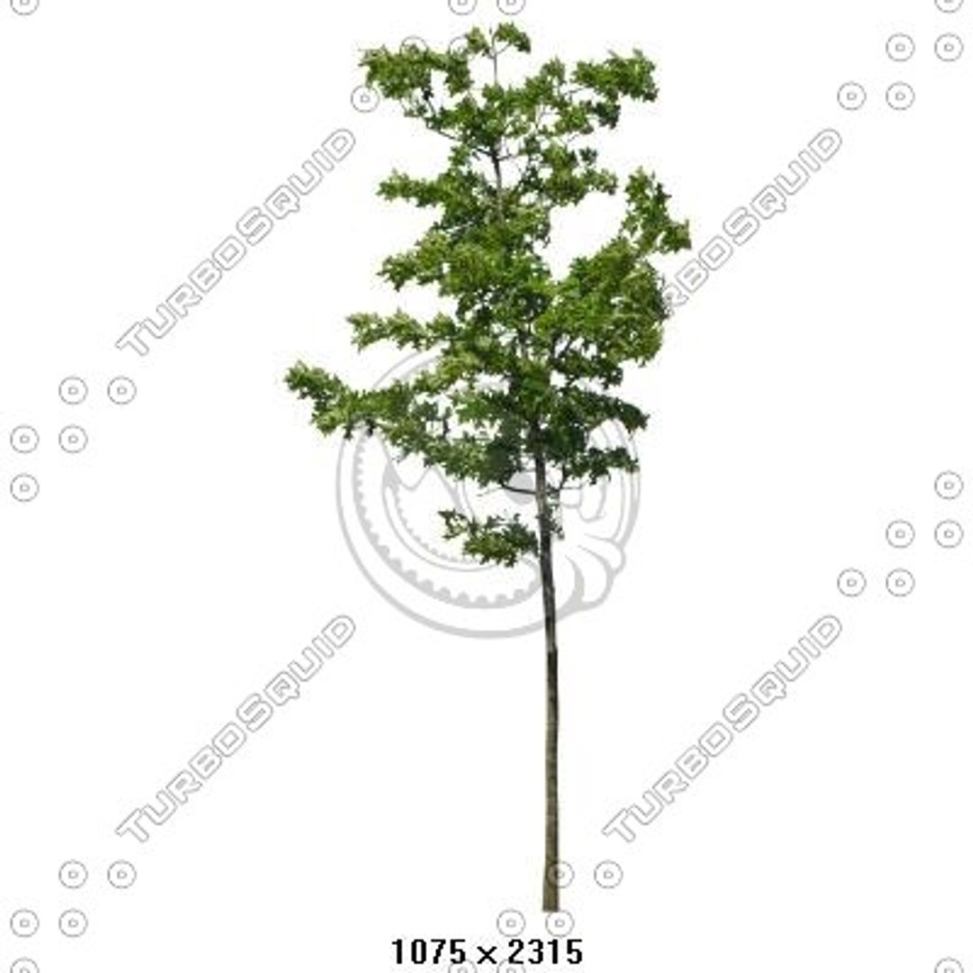 55 Tree Textures - TurboSquid 318394