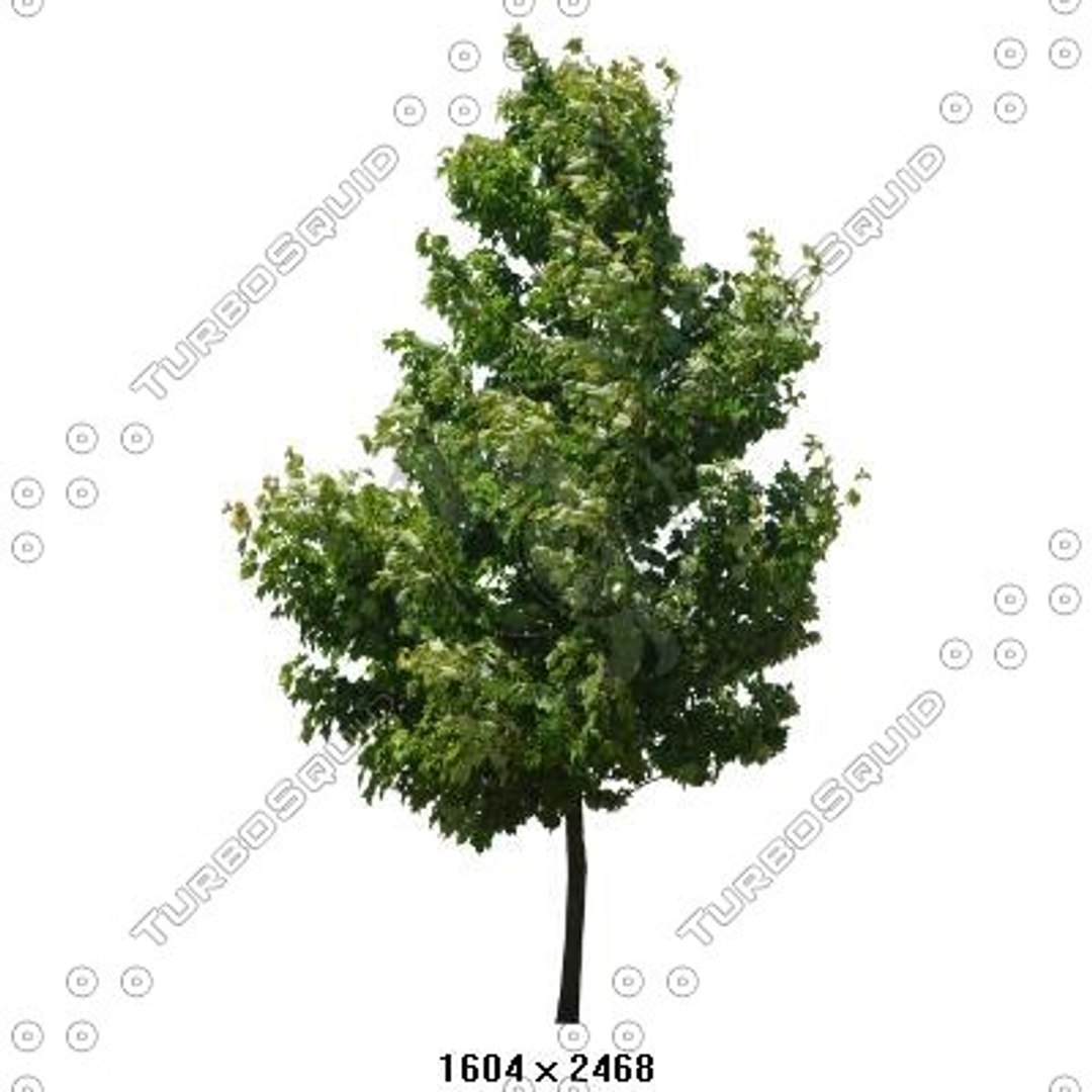 55 Tree Textures - TurboSquid 318394