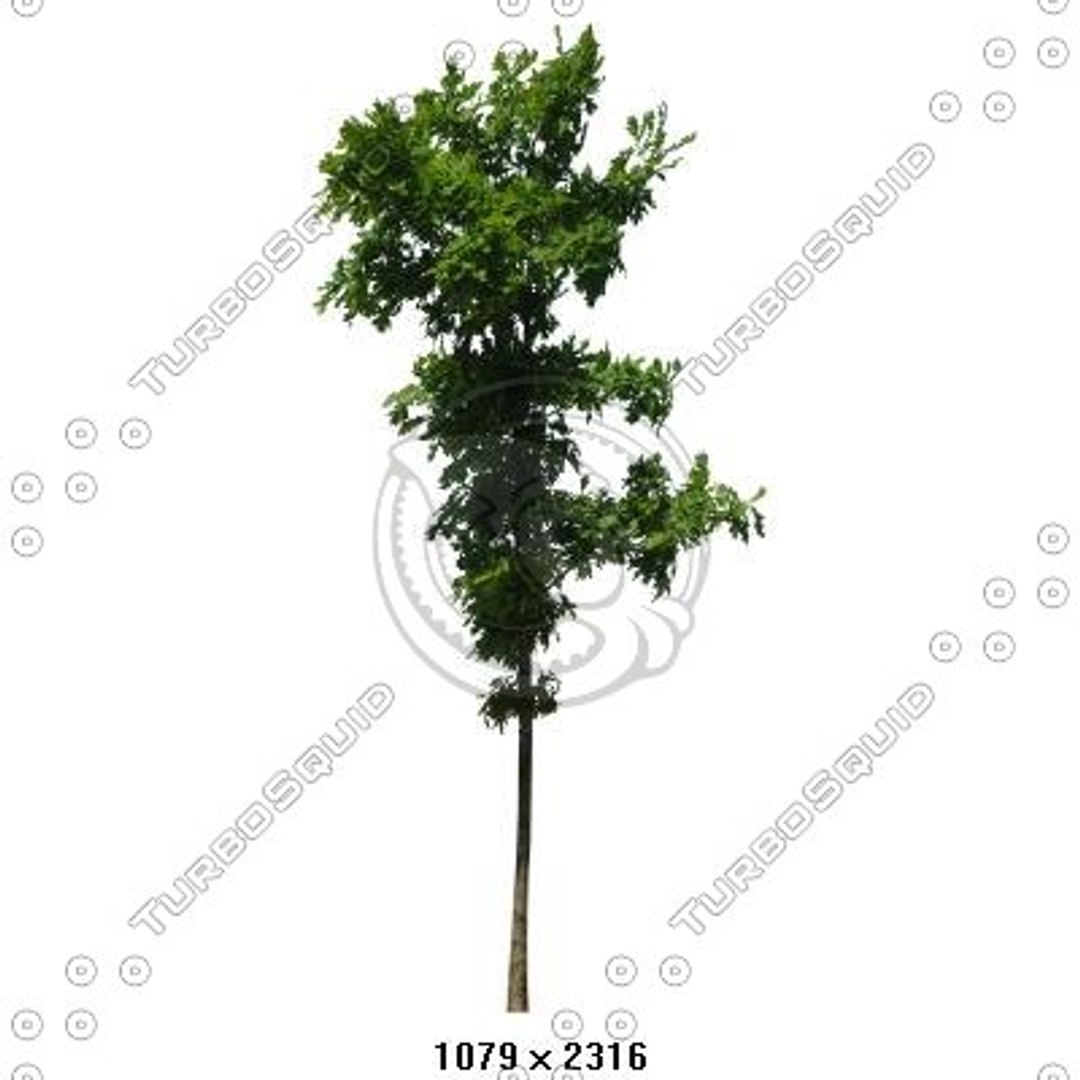 55 Tree Textures - TurboSquid 318394