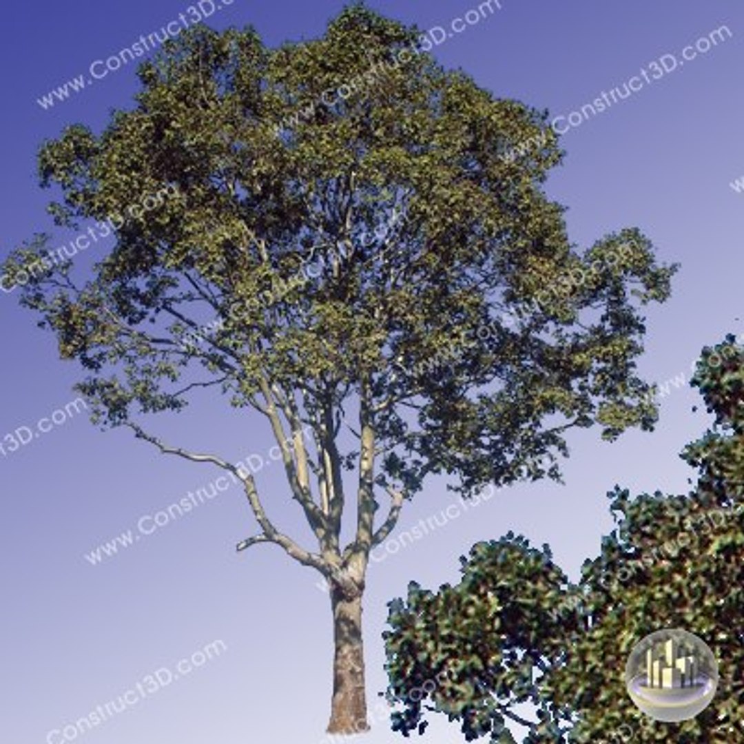 C3d_outback_tree_015.png - TurboSquid 308560