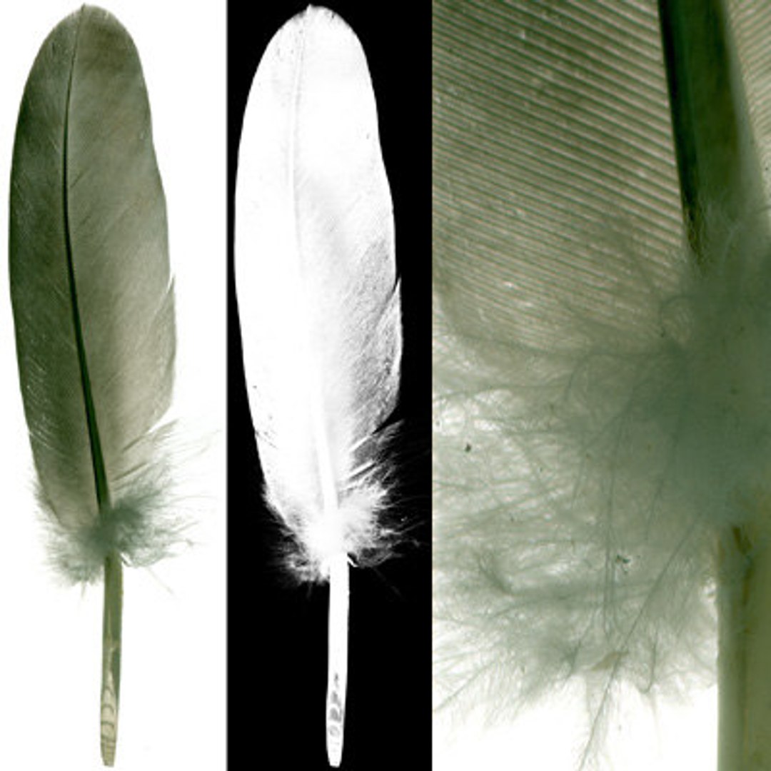 Feather 2 - TurboSquid 304163