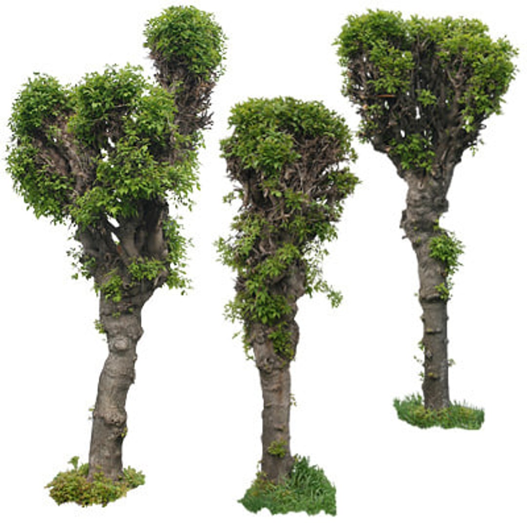 Decorative trees 1 - TurboSquid 311835