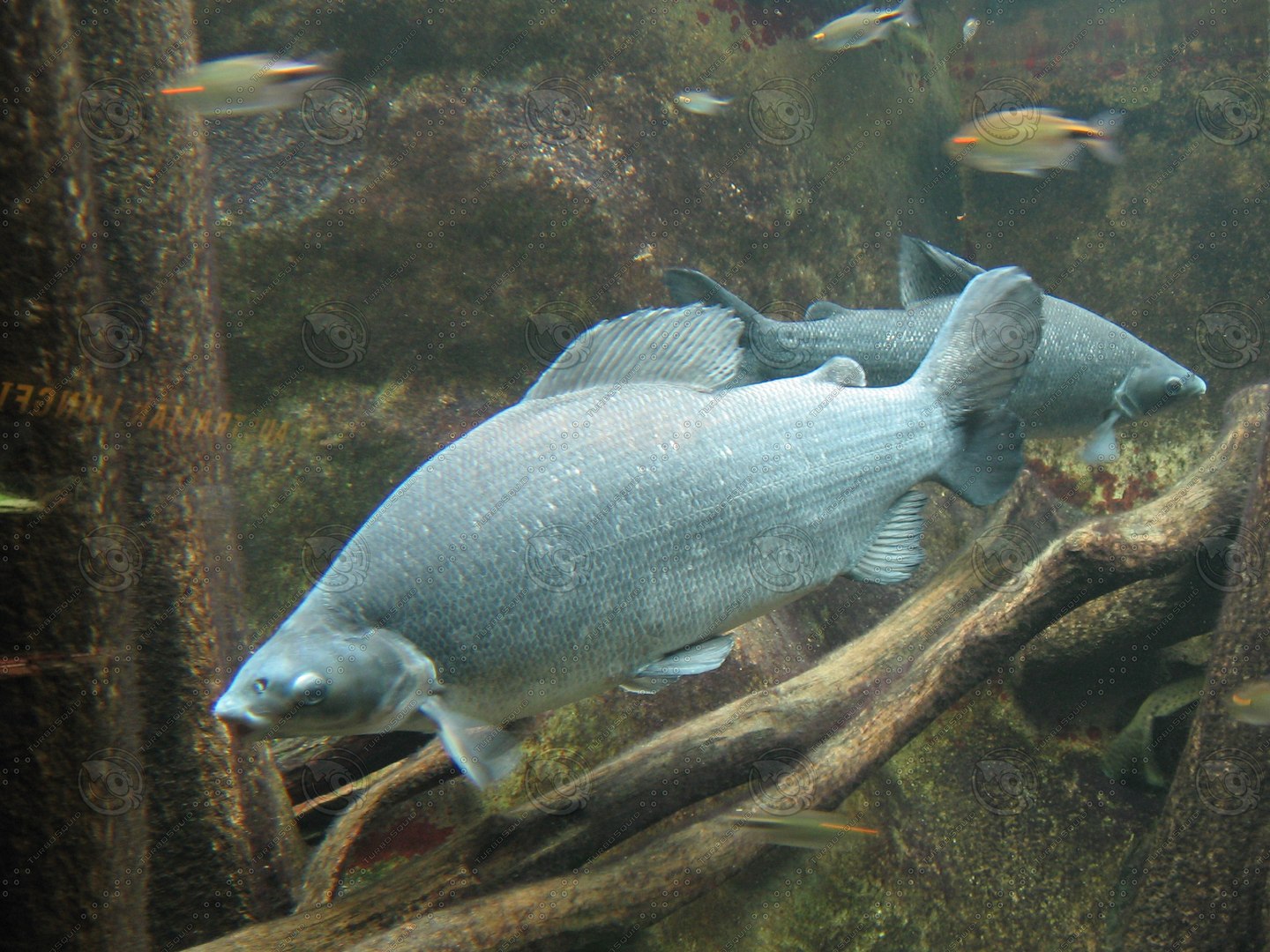 GreyFishInAquarium_1.jpg - TurboSquid 348372