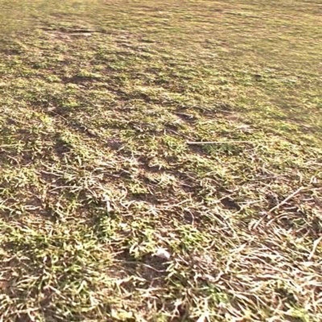 bgrass-c.jpg - TurboSquid 341289