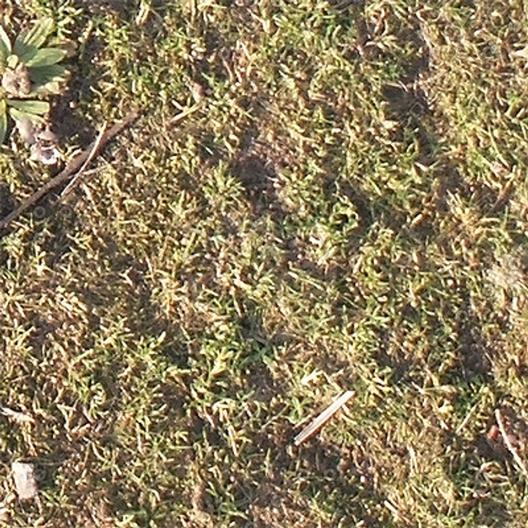 bgrass-c.jpg - TurboSquid 341289