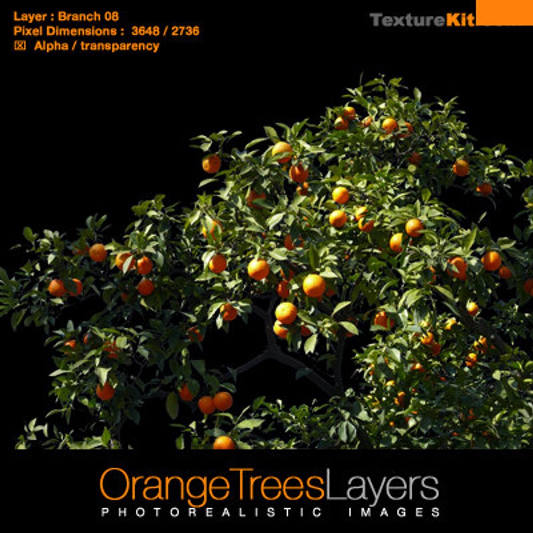 Orange Trees Branches Layers - TurboSquid 337433