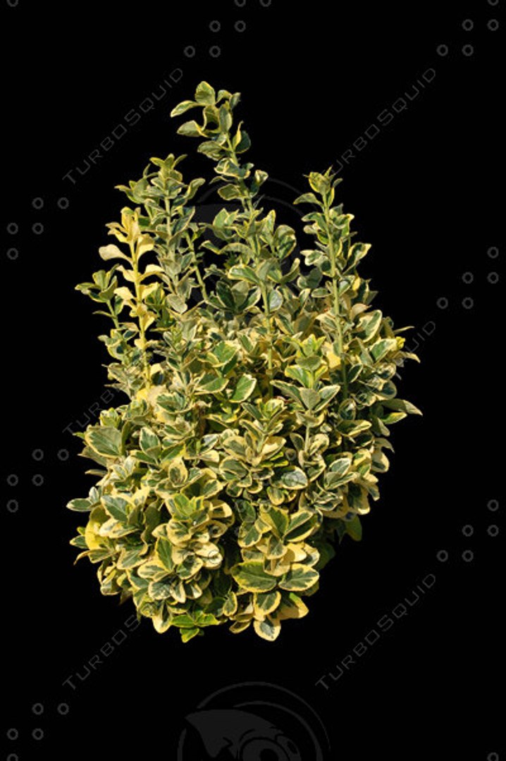 Shrubs_vol1 - TurboSquid 339423