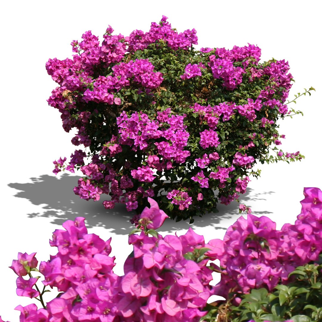 Shrubbery Collection - TurboSquid 352404