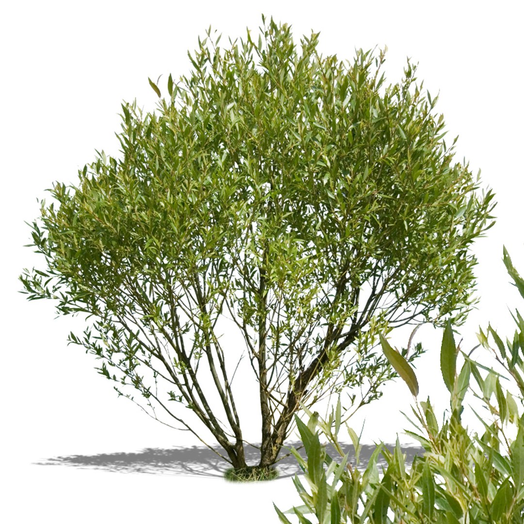 Shrubbery Collection - TurboSquid 352404