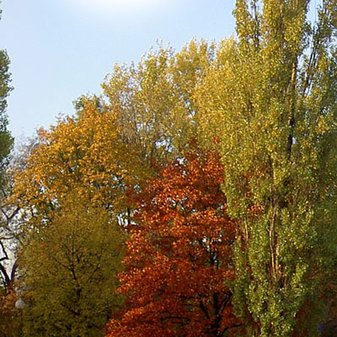 Autumn treeline - TurboSquid 330183