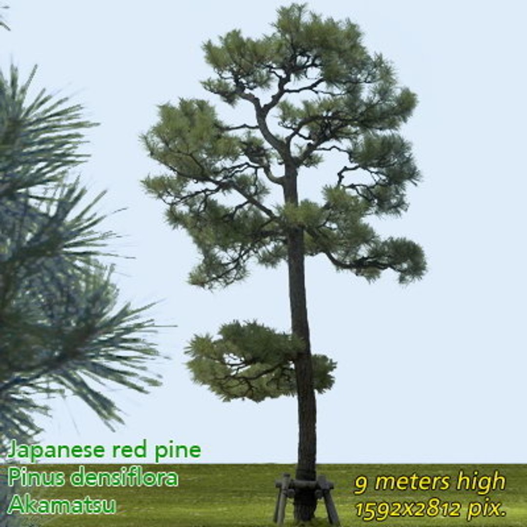 Japanese Trees and Plants Collection ---- High Resolution - TurboSquid ...