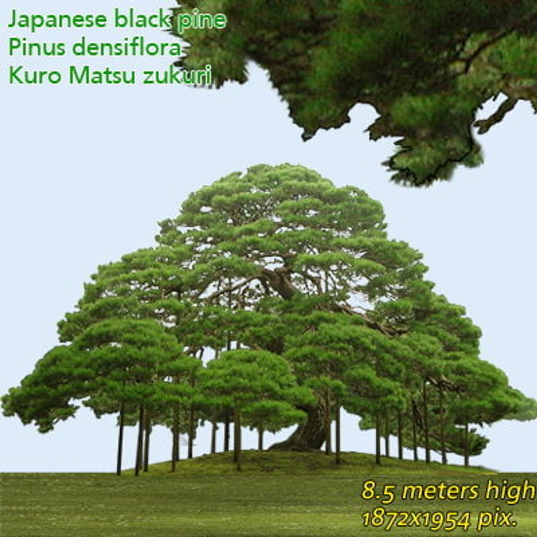 Japanese Trees and Plants Collection ---- High Resolution - TurboSquid ...