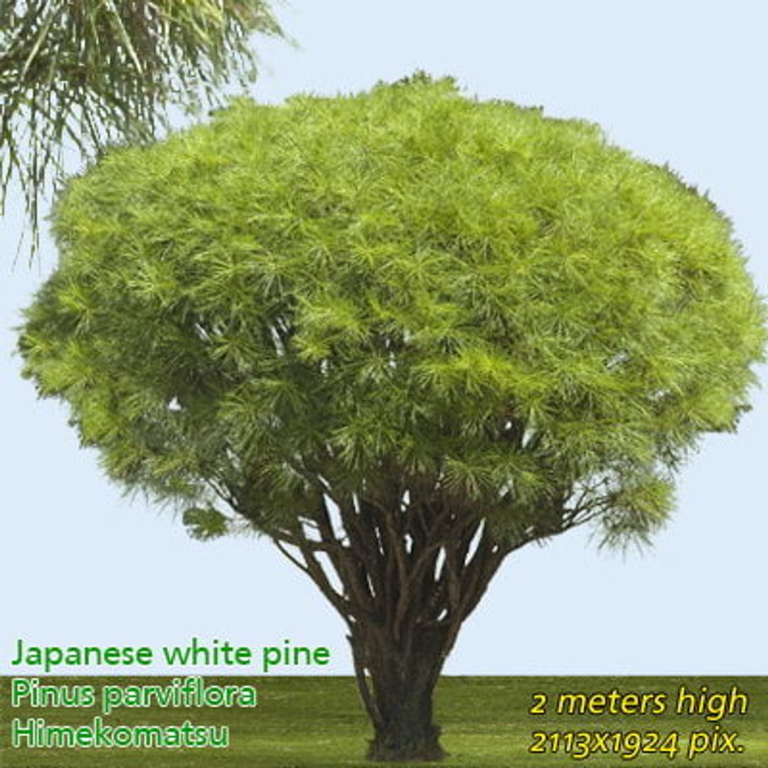 Japanese Trees and Plants Collection ---- High Resolution - TurboSquid ...