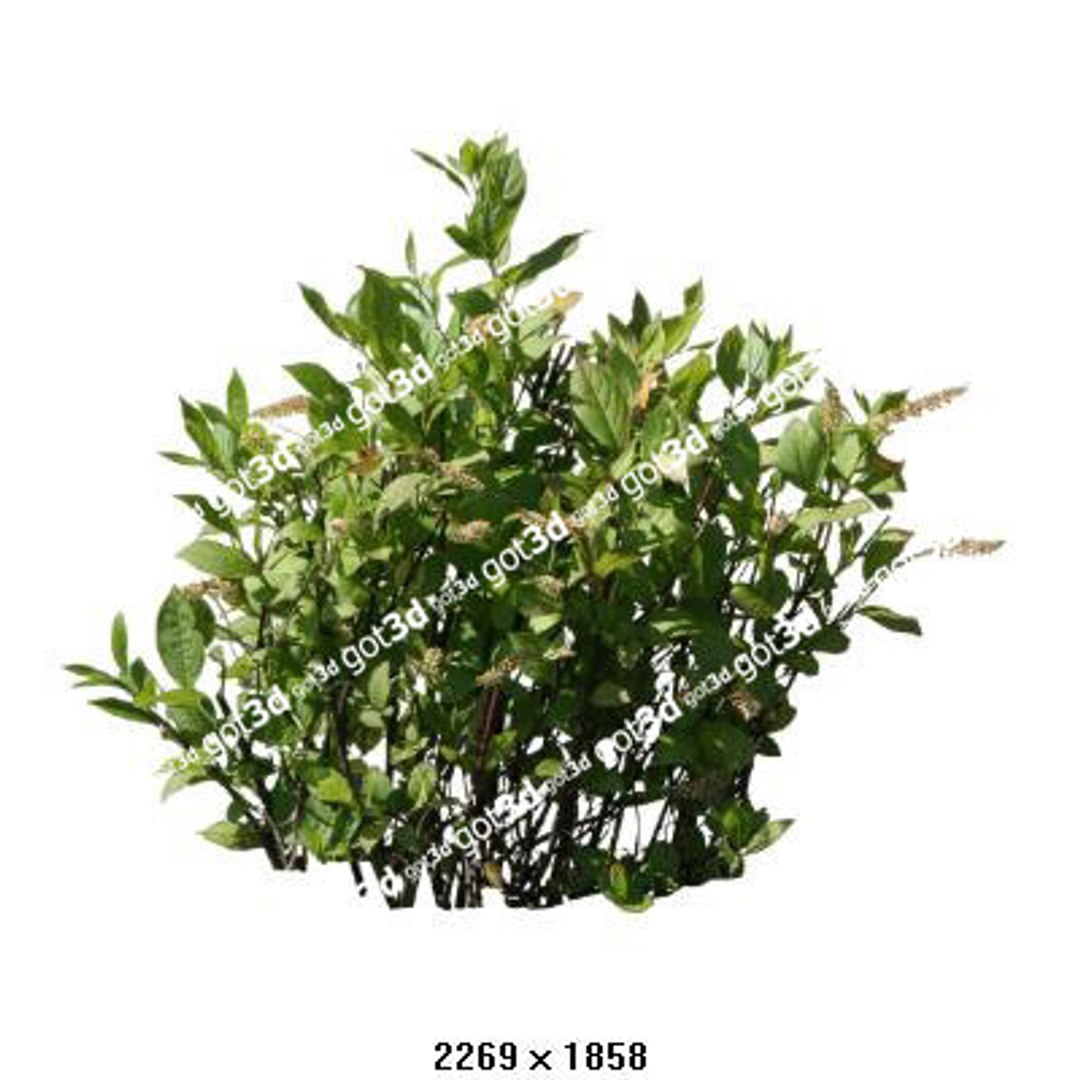 35 Bush Textures - Vol. 4 - TurboSquid 385039